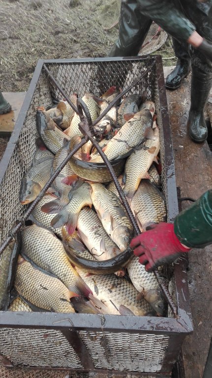 udensrozes - Jaunumi